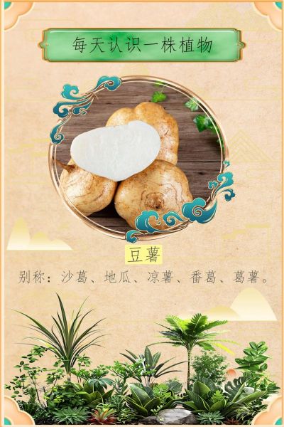 豆薯的功效与作用_豆薯怎么吃减肥-第1张图片-山城妙识 豆薯的功效与作用_豆薯怎么吃减肥-第1张图片-山城妙识