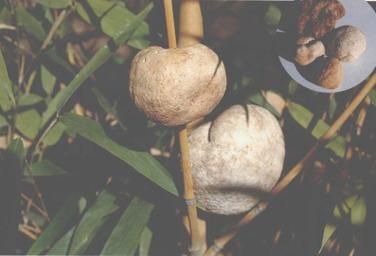 竹菌图片_竹菌有毒吗-第3张图片-山城妙识 竹菌图片_竹菌有毒吗-第3张图片-山城妙识