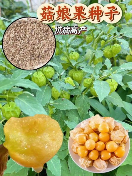 菇茑怎么吃_菇茑的营养价值-第3张图片-山城妙识