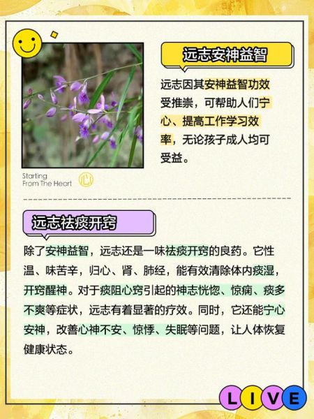 远志的功效与作用吃法_远志怎么泡水喝-第3张图片-山城妙识 远志的功效与作用吃法_远志怎么泡水喝-第3张图片-山城妙识