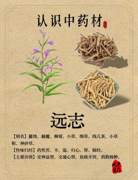 远志的功效与作用吃法_远志怎么泡水喝-第1张图片-山城妙识 远志的功效与作用吃法_远志怎么泡水喝-第1张图片-山城妙识