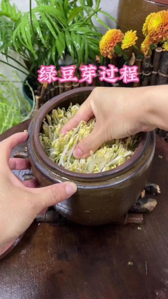 豆芽怎么种植_家庭无土栽培豆芽步骤-第2张图片-山城妙识