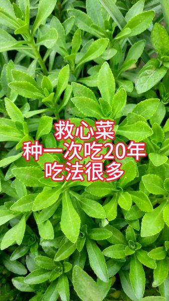 高钙菜有哪些_高钙菜怎么做最好吃-第2张图片-山城妙识 高钙菜有哪些_高钙菜怎么做最好吃-第2张图片-山城妙识