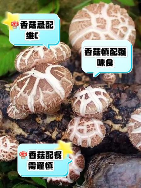 香菇不能和什么一起吃_香菇与哪些食物相克-第2张图片-山城妙识 香菇不能和什么一起吃_香菇与哪些食物相克-第2张图片-山城妙识