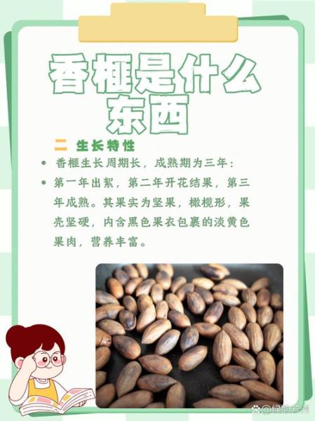 香榧为什么难吃还贵_香榧价格高的原因-第1张图片-山城妙识 香榧为什么难吃还贵_香榧价格高的原因-第1张图片-山城妙识