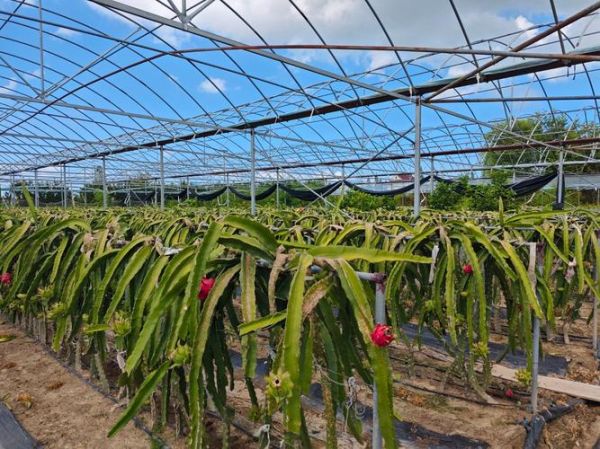 火龙果种植大棚一亩多少钱_火龙果大棚成本明细-第2张图片-山城妙识 火龙果种植大棚一亩多少钱_火龙果大棚成本明细-第2张图片-山城妙识