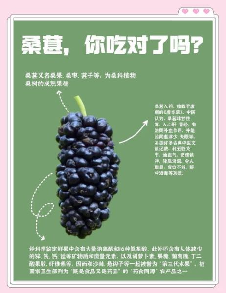 桑葚一天吃多少最好_桑葚吃多了会怎样-第1张图片-山城妙识 桑葚一天吃多少最好_桑葚吃多了会怎样-第1张图片-山城妙识