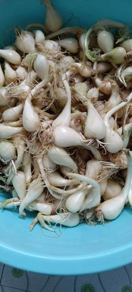 荞头菜的功效与作用_什么人不能吃荞头菜-第2张图片-山城妙识 荞头菜的功效与作用_什么人不能吃荞头菜-第2张图片-山城妙识