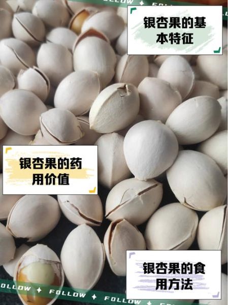 银杏果长什么样_银杏果和开心果区别-第3张图片-山城妙识