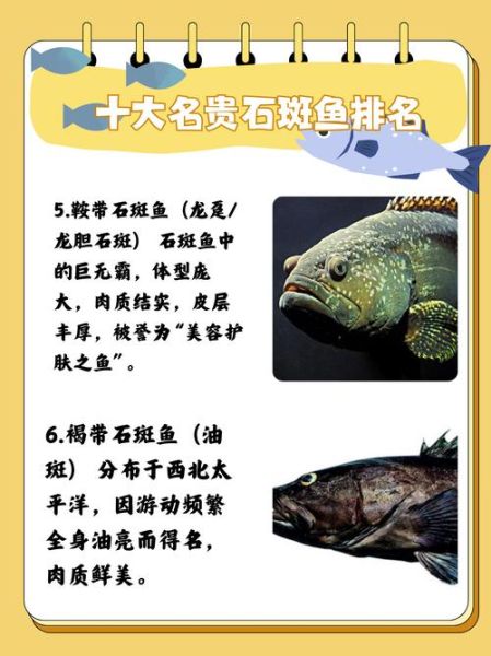 石斑鱼的功效与作用_石斑鱼适合什么人吃-第2张图片-山城妙识