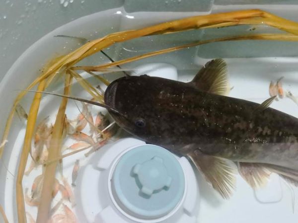 野生鲶鱼多少钱一斤_野生鲶鱼价格行情-第2张图片-山城妙识