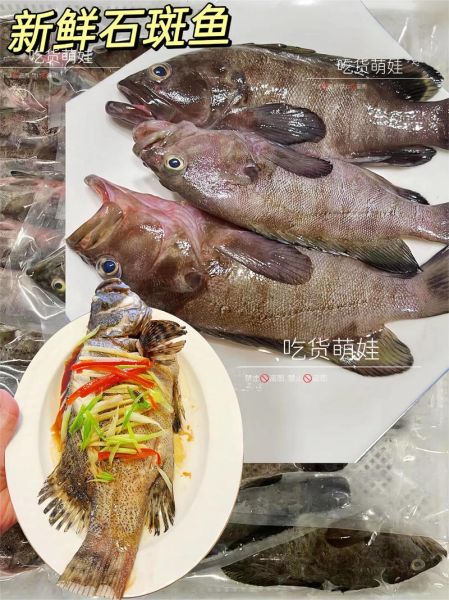 石斑鱼的功效与作用_石斑鱼适合什么人吃-第3张图片-山城妙识