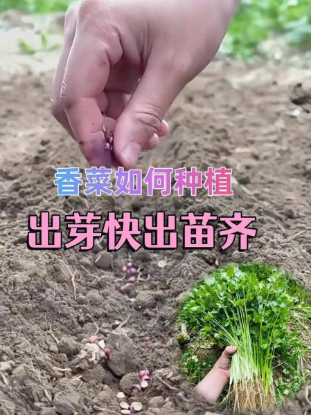 香菜怎么种出苗多又快_香菜催芽技巧-第3张图片-山城妙识 香菜怎么种出苗多又快_香菜催芽技巧-第3张图片-山城妙识