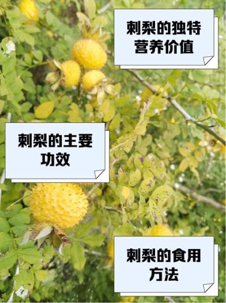 野生刺梨图片_野生刺梨的功效与作用-第1张图片-山城妙识 野生刺梨图片_野生刺梨的功效与作用-第1张图片-山城妙识