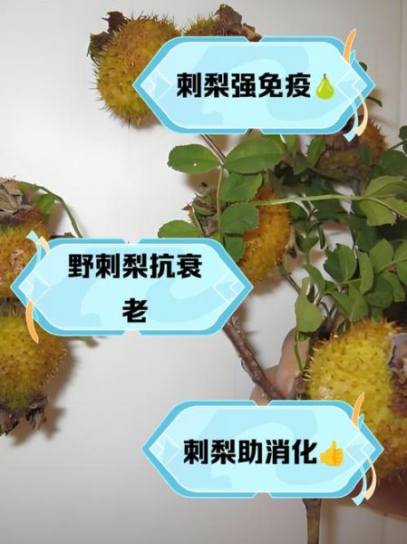 野生刺梨图片_野生刺梨的功效与作用-第2张图片-山城妙识 野生刺梨图片_野生刺梨的功效与作用-第2张图片-山城妙识