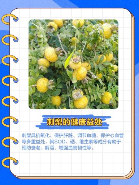 野生刺梨图片_野生刺梨的功效与作用-第3张图片-山城妙识 野生刺梨图片_野生刺梨的功效与作用-第3张图片-山城妙识