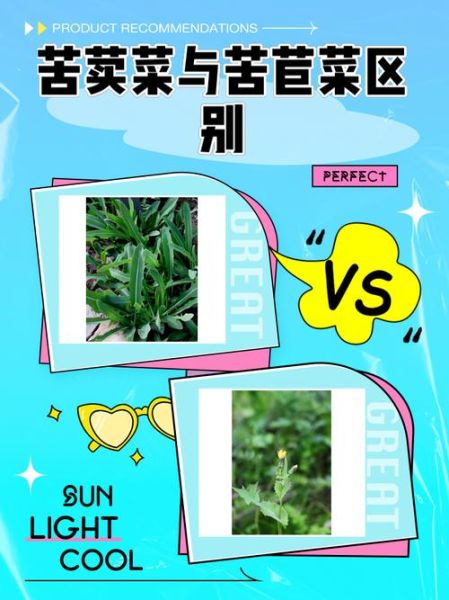苣荬菜长什么样_苣荬菜和苦菜区别-第1张图片-山城妙识