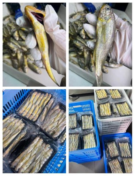 野生小黄鱼多少钱一斤_野生小黄鱼怎么做好吃-第1张图片-山城妙识 野生小黄鱼多少钱一斤_野生小黄鱼怎么做好吃-第1张图片-山城妙识