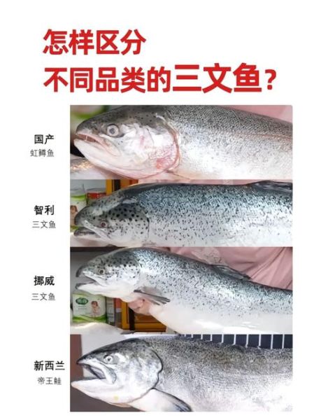 鲑鱼是三文鱼吗_三文鱼和鲑鱼区别-第3张图片-山城妙识