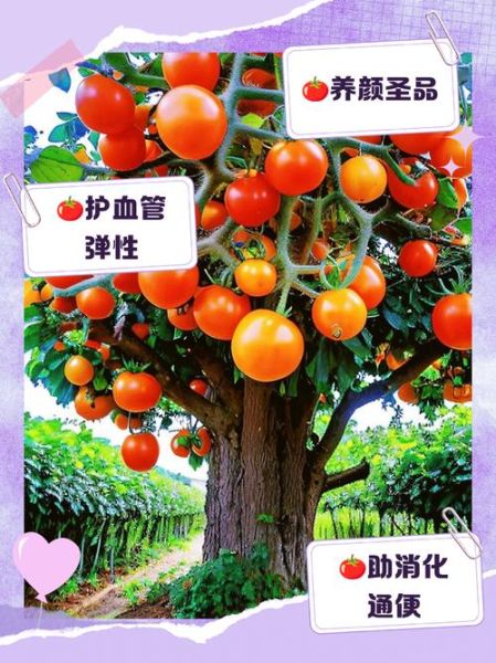 西红柿的营养价值_西红柿的功效与作用-第2张图片-山城妙识