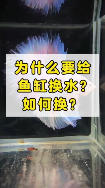 鱼缸水质怎么检测_养鱼新手如何换水-第1张图片-山城妙识