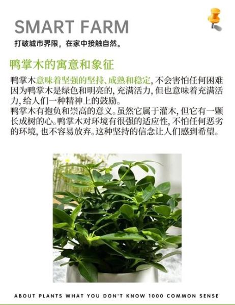 鹅掌木风水作用_鹅掌木摆放禁忌-第1张图片-山城妙识