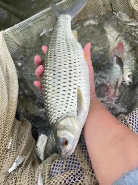 红眼鳟鱼多少钱一斤_红眼鳟鱼价格行情-第1张图片-山城妙识