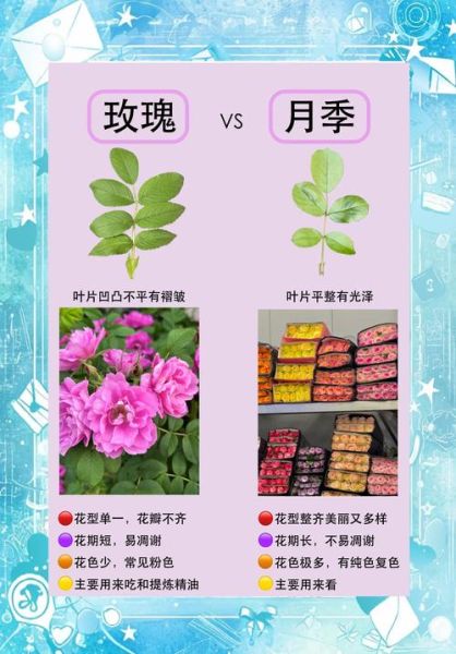 玫瑰和月季的区别图解_如何一眼区分-第1张图片-山城妙识
