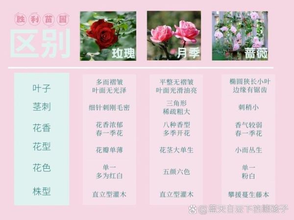 玫瑰和月季的区别图解_如何一眼区分-第2张图片-山城妙识