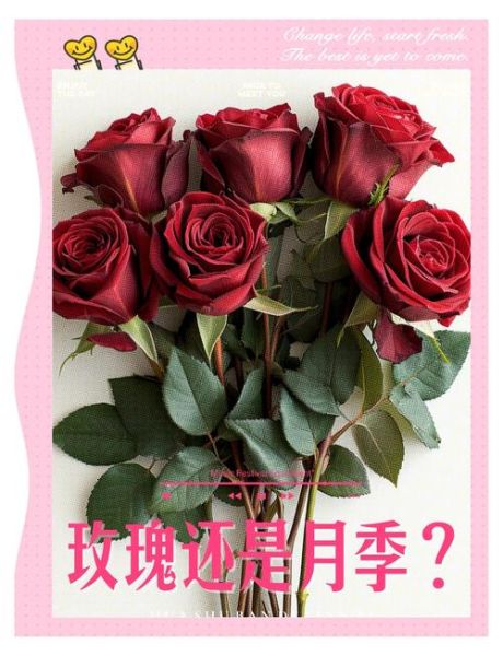 玫瑰和月季的区别图解_如何一眼区分-第3张图片-山城妙识