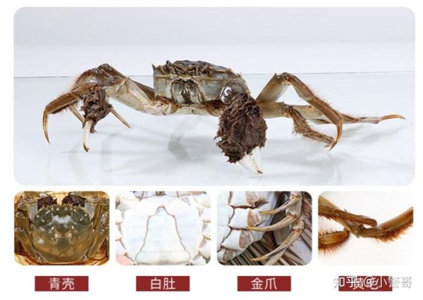 阳澄湖大闸蟹什么时候上市_怎么辨别真假-第3张图片-山城妙识 阳澄湖大闸蟹什么时候上市_怎么辨别真假-第3张图片-山城妙识