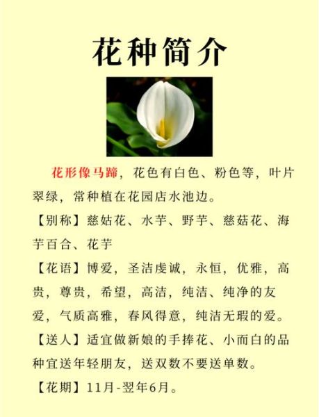 马蹄莲花怎么养_马蹄莲多久浇一次水-第2张图片-山城妙识 马蹄莲花怎么养_马蹄莲多久浇一次水-第2张图片-山城妙识