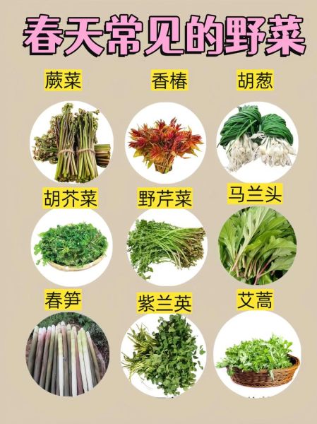 野菜有哪些_野菜怎么辨别能吃吗-第1张图片-山城妙识 野菜有哪些_野菜怎么辨别能吃吗-第1张图片-山城妙识