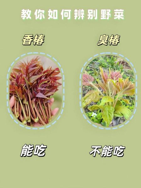 野菜有哪些_野菜怎么辨别能吃吗-第3张图片-山城妙识 野菜有哪些_野菜怎么辨别能吃吗-第3张图片-山城妙识