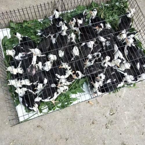 贵妃鸡苗多少钱一只_贵妃鸡苗价格行情-第1张图片-山城妙识 贵妃鸡苗多少钱一只_贵妃鸡苗价格行情-第1张图片-山城妙识