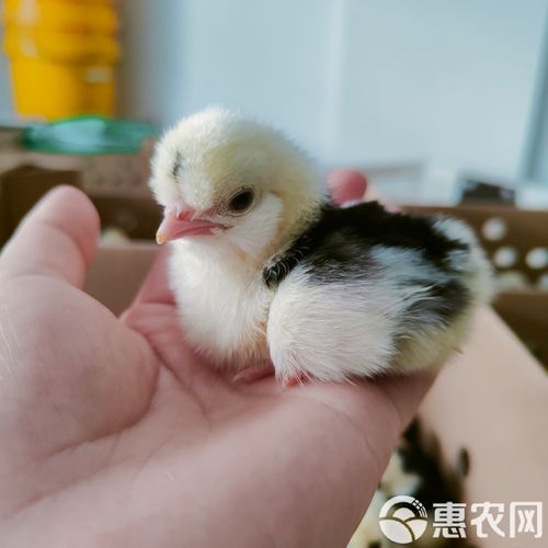 贵妃鸡苗多少钱一只_贵妃鸡苗价格行情-第3张图片-山城妙识 贵妃鸡苗多少钱一只_贵妃鸡苗价格行情-第3张图片-山城妙识