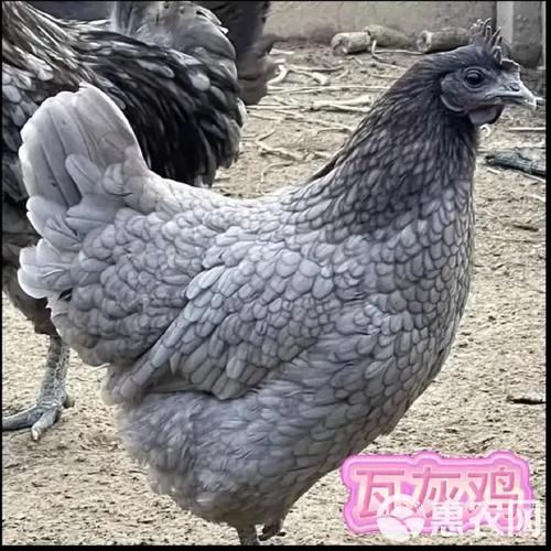 贵妃鸡苗多少钱一只_贵妃鸡苗价格行情-第2张图片-山城妙识 贵妃鸡苗多少钱一只_贵妃鸡苗价格行情-第2张图片-山城妙识