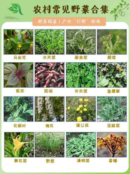 野菜有哪些种类_常见野菜图片及名称大全-第1张图片-山城妙识