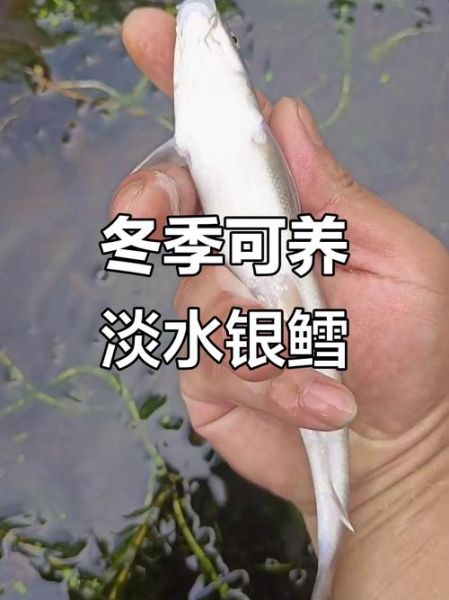 淡水银鳕鱼吃什么饵料_如何自制高效饵-第1张图片-山城妙识 淡水银鳕鱼吃什么饵料_如何自制高效饵-第1张图片-山城妙识