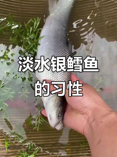 淡水银鳕鱼吃什么饵料_如何自制高效饵-第3张图片-山城妙识 淡水银鳕鱼吃什么饵料_如何自制高效饵-第3张图片-山城妙识