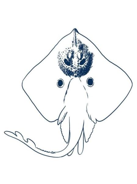 魔鬼鱼简笔画怎么画_魔鬼鱼简笔画步骤-第2张图片-山城妙识 魔鬼鱼简笔画怎么画_魔鬼鱼简笔画步骤-第2张图片-山城妙识