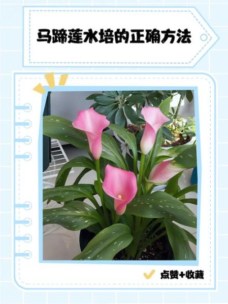 马蹄莲盆栽怎么养_马蹄莲养殖方法-第2张图片-山城妙识