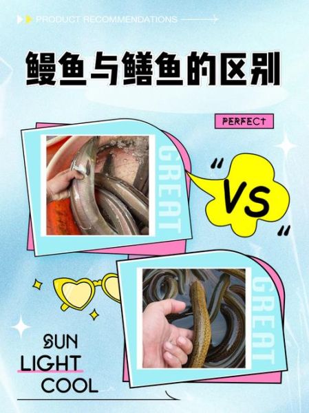 大尾鲈鳗怎么钓_大尾鲈鳗和鳗鱼区别-第1张图片-山城妙识