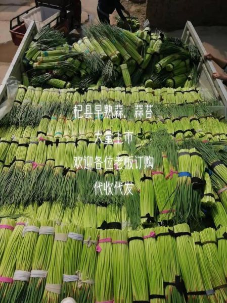 蒜薹和蒜苔哪个正确_蒜苔蒜薹区别-第3张图片-山城妙识 蒜薹和蒜苔哪个正确_蒜苔蒜薹区别-第3张图片-山城妙识