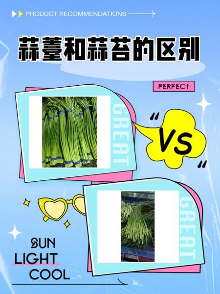 蒜薹和蒜苔哪个正确_蒜苔蒜薹区别-第1张图片-山城妙识 蒜薹和蒜苔哪个正确_蒜苔蒜薹区别-第1张图片-山城妙识