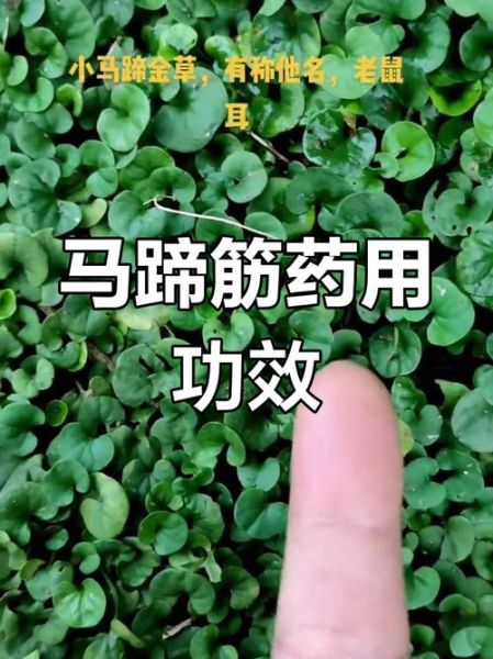 马蹄筋的功效与作用_马蹄筋怎么做最好吃-第1张图片-山城妙识