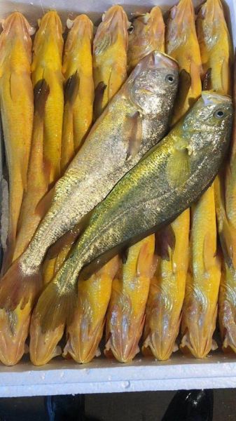 黄花鱼多少钱一斤2021_2021年黄花鱼价格行情-第1张图片-山城妙识