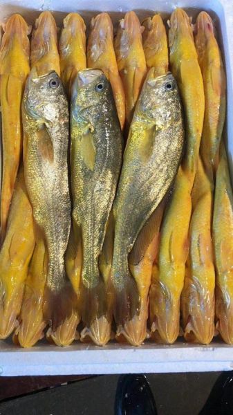 黄花鱼多少钱一斤2021_2021年黄花鱼价格行情-第3张图片-山城妙识