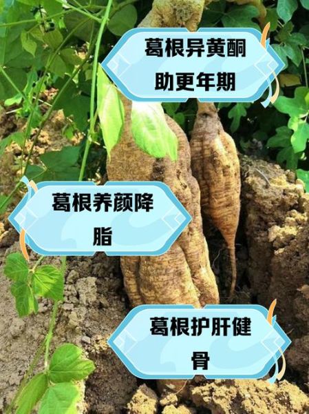 葛根的功效与作用有哪些_葛根的害处和禁忌是什么-第2张图片-山城妙识