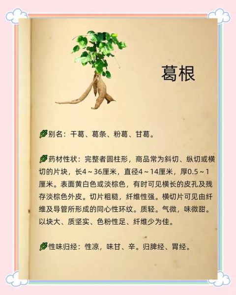 葛根的功效与作用有哪些_葛根的害处和禁忌是什么-第1张图片-山城妙识